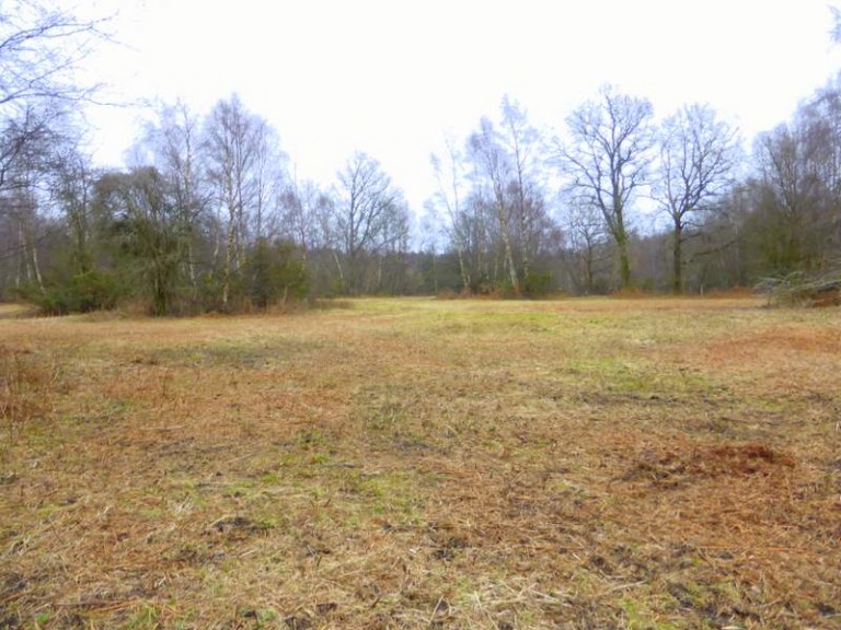 Royal Forest of Woolmer – Hampshire History
